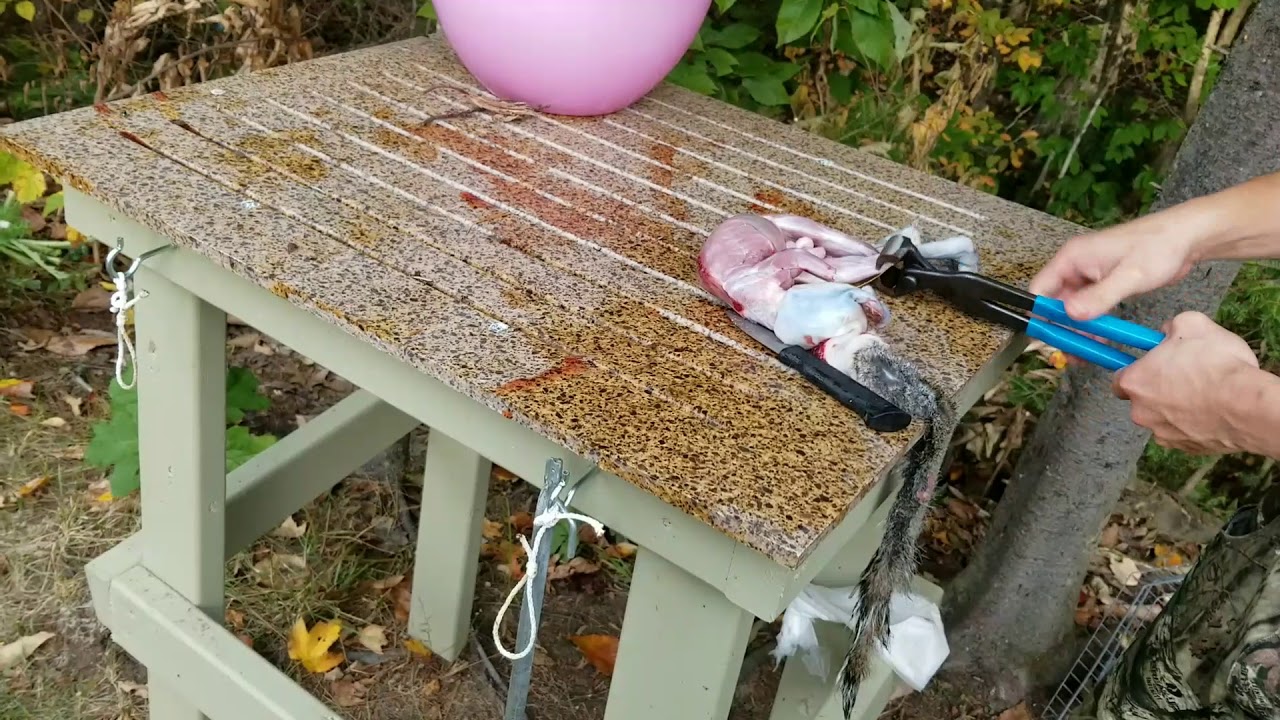 Buddy cleaning squirrel - YouTube