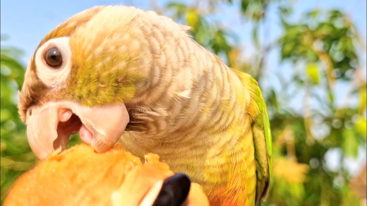The sounds of birds and nature make me relax : Green cheek conure ...