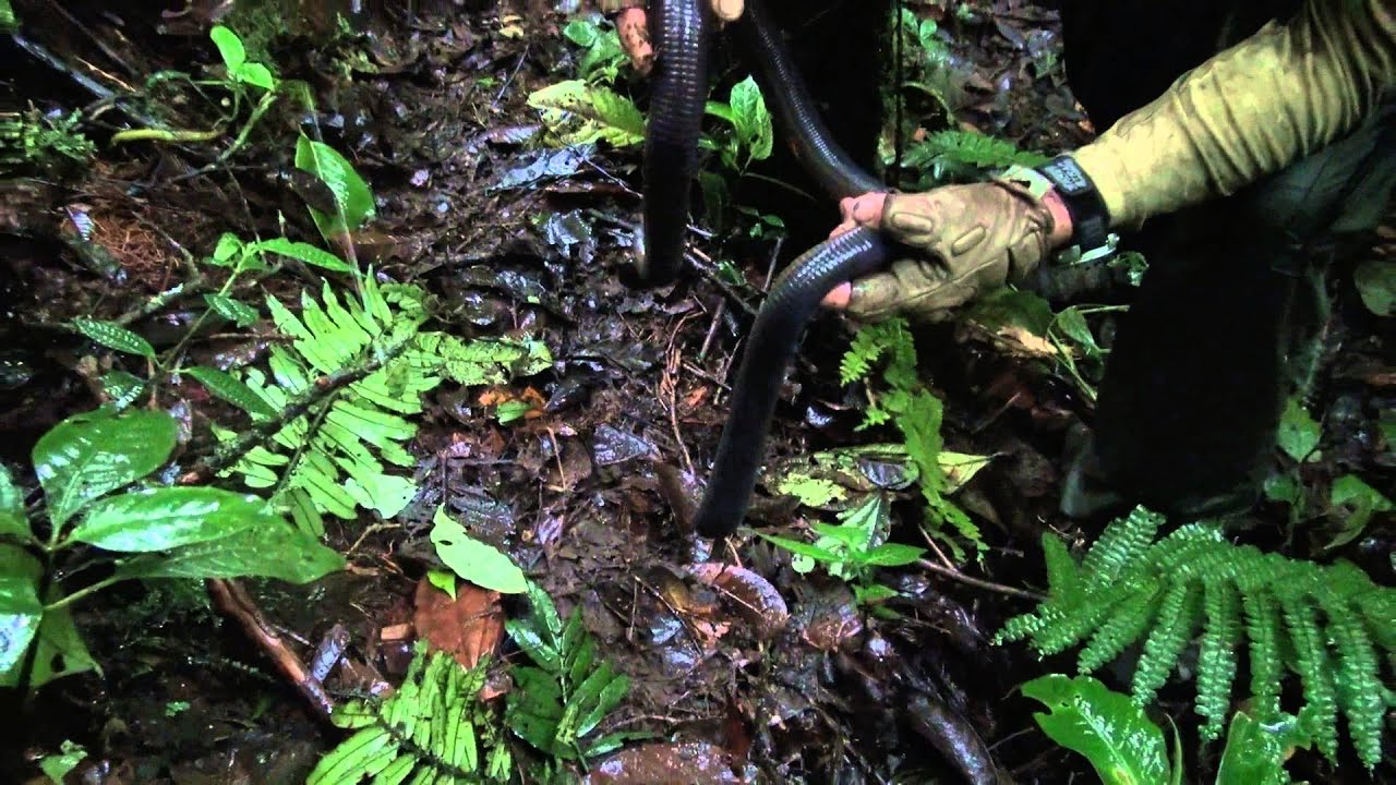 Giant earthworm rain forest - YouTube