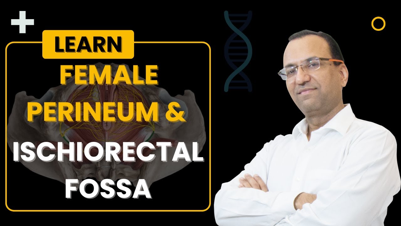Female Perineum & Ischiorectal Fossa (Hinglish) | Dr. Rajesh Kaushal ...
