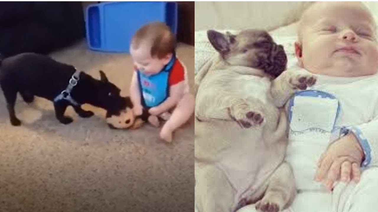 Cute dogs doing babysitting 2020 compilation video ~ Animal World ...