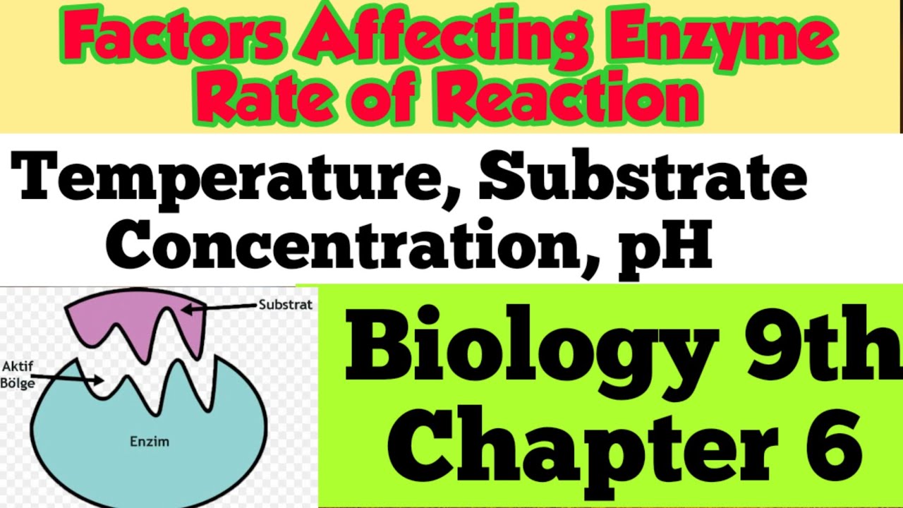Factors Affecting Enzyme Rate Of Reaction Biology 9th Chapter 6 factors-affecting-enzyme-rate-of-reaction-biology-9th-chapter-6