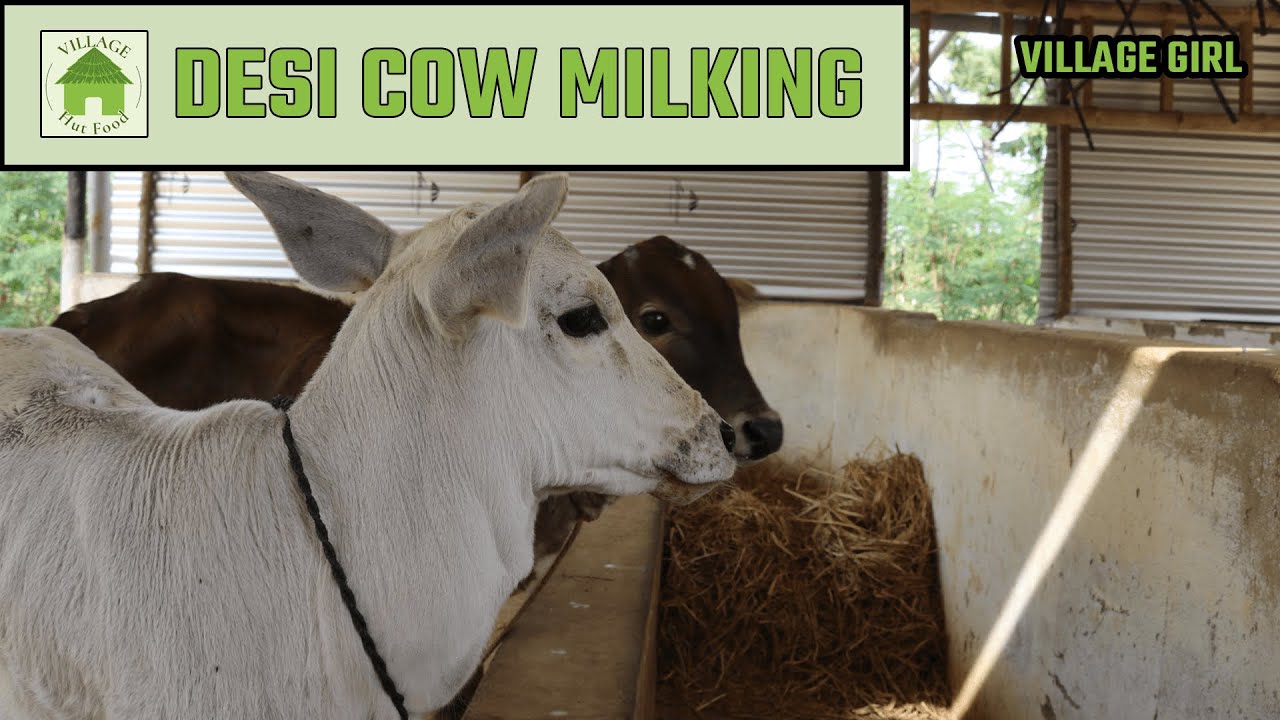 WHITE Cow Milking || Traditional Village Life || Milking || Village Hut ...