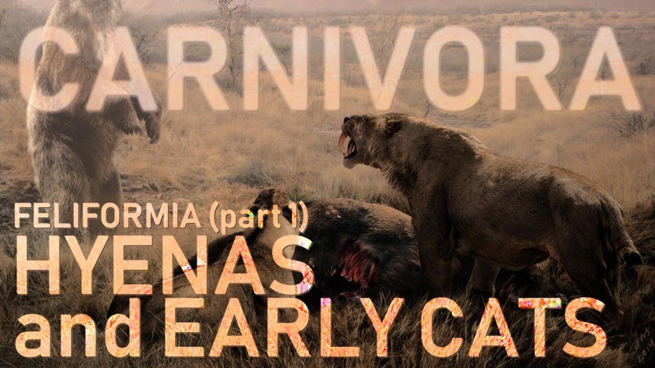 CARNIVORA IV - Feliformia (part1) : Hyaenas and early cats 🐯 - YouTube