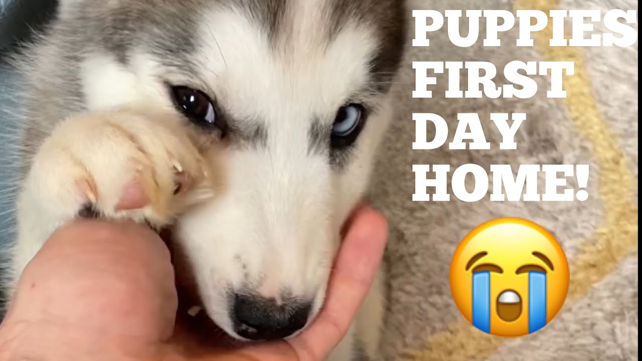 Scared Husky Puppies First Day Home! [UNSEEN CLIPS] [SHE SCREAMS AT ...