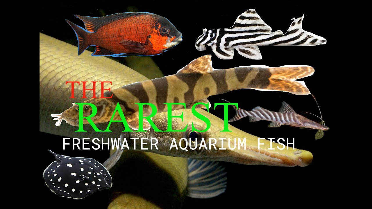 Most Rare Freshwater Aquarium Fish in the Planet - YouTube