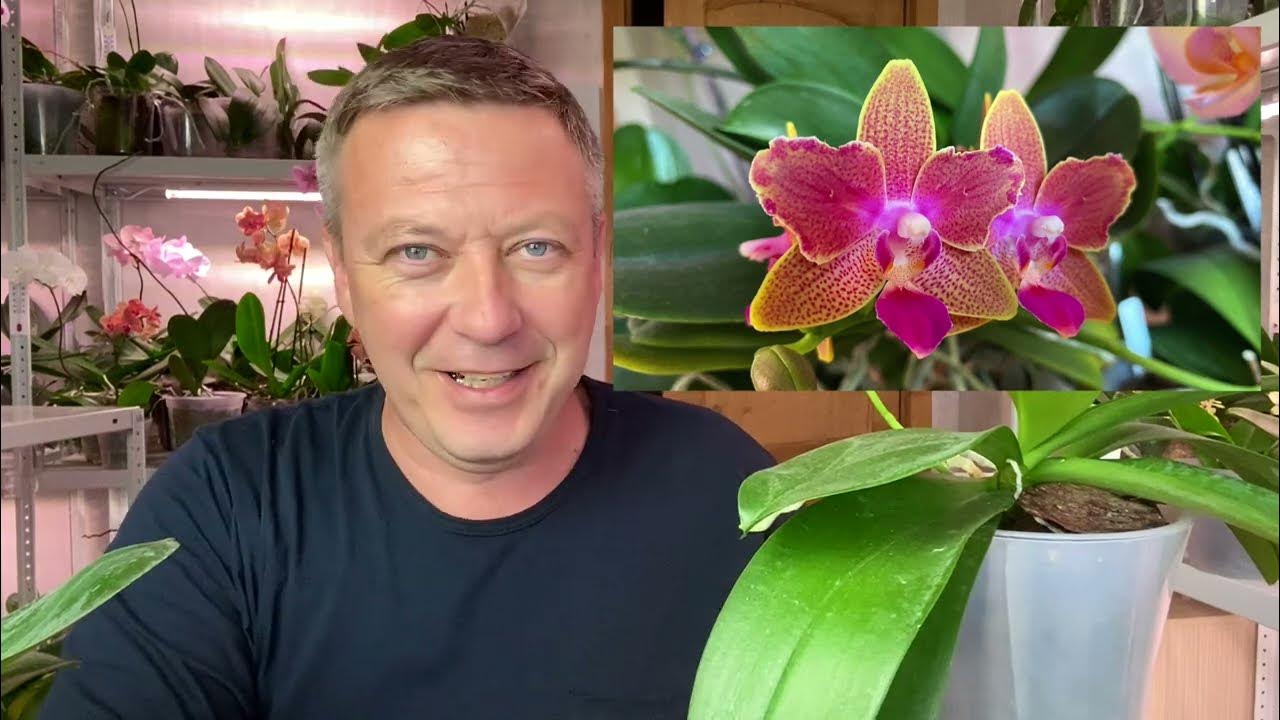 обалденные ОРХИДЕИ чем ДАЛЬШЕ тем ИНТЕРЕСНЕЕ орхидеи восемь из 15 ...