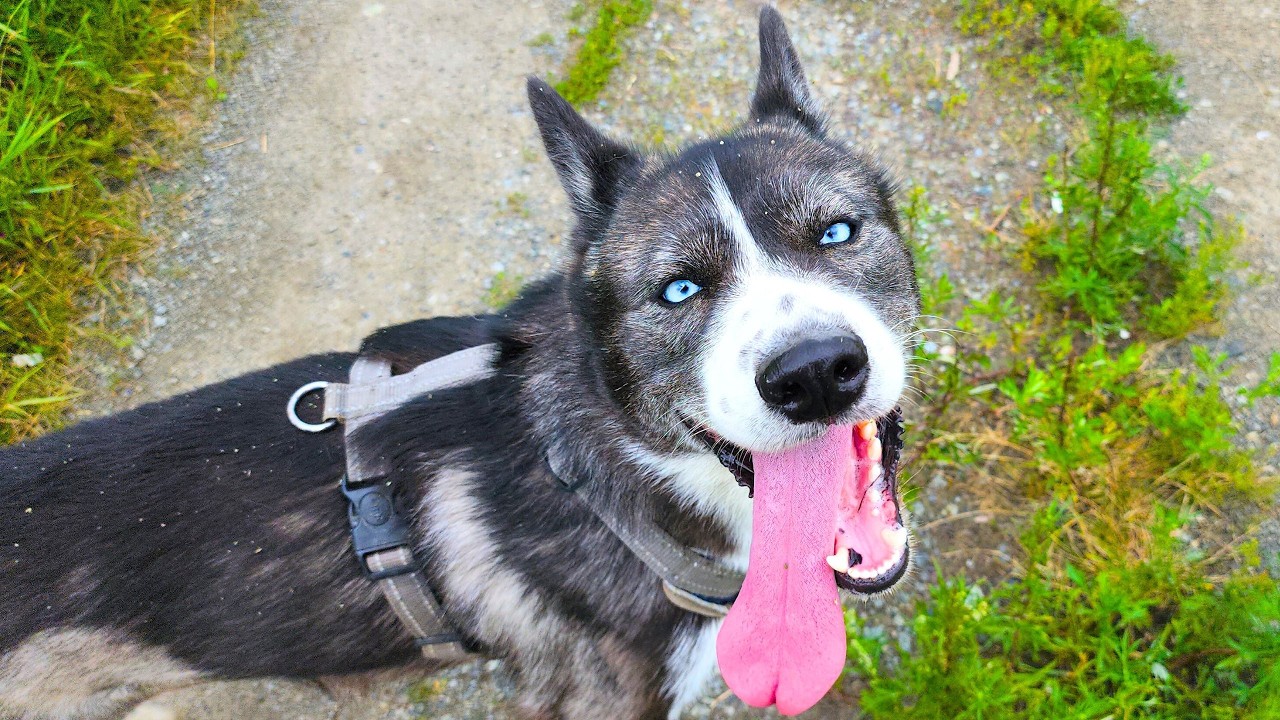 The Cutest Huskies Digging Holes And Having Fun! - YouTube