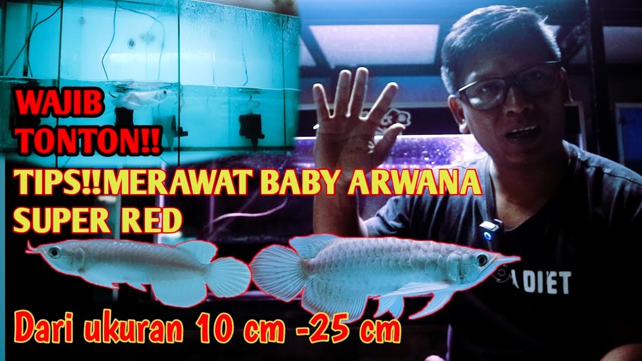 CARA!! Perawatan baby arwana di ukuran 10 cm -20 cm|Dayung/ekor woww ...