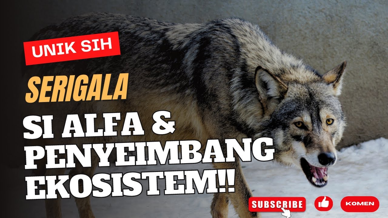 10 Fakta Unik & Menarik Tentang Serigala - Fakta Serigala - Fakta ...