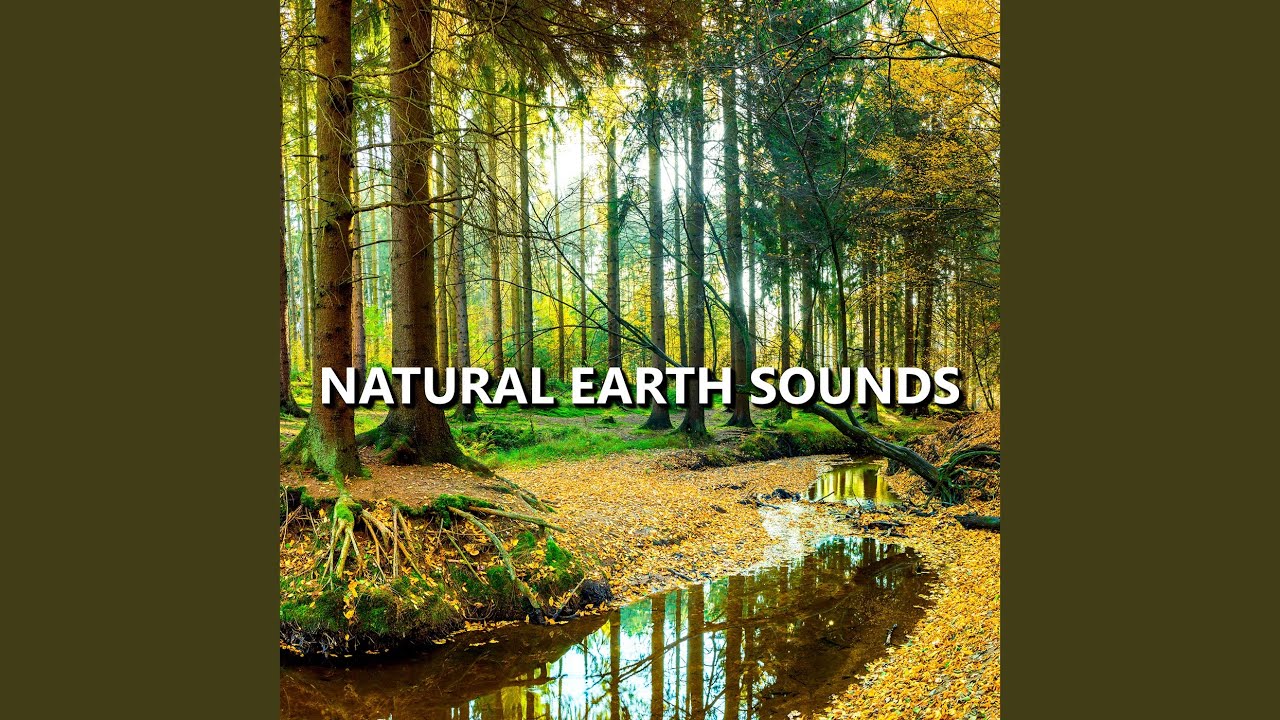 Definitive Outdoor Nature Recording - YouTube