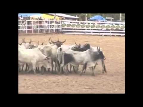 Rupununi Rodeo Lethem Guyana - YouTube