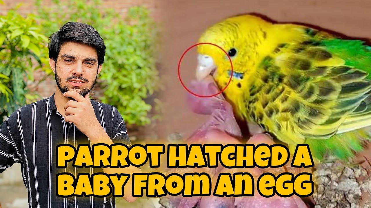 PARROT NY AK ANDY SY BACHA NIKAL LIYA ️🥳 || SULEMANI VLOGS - YouTube