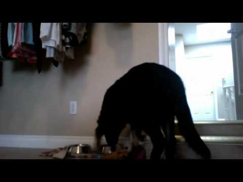 Eating at a Snap - Bentley