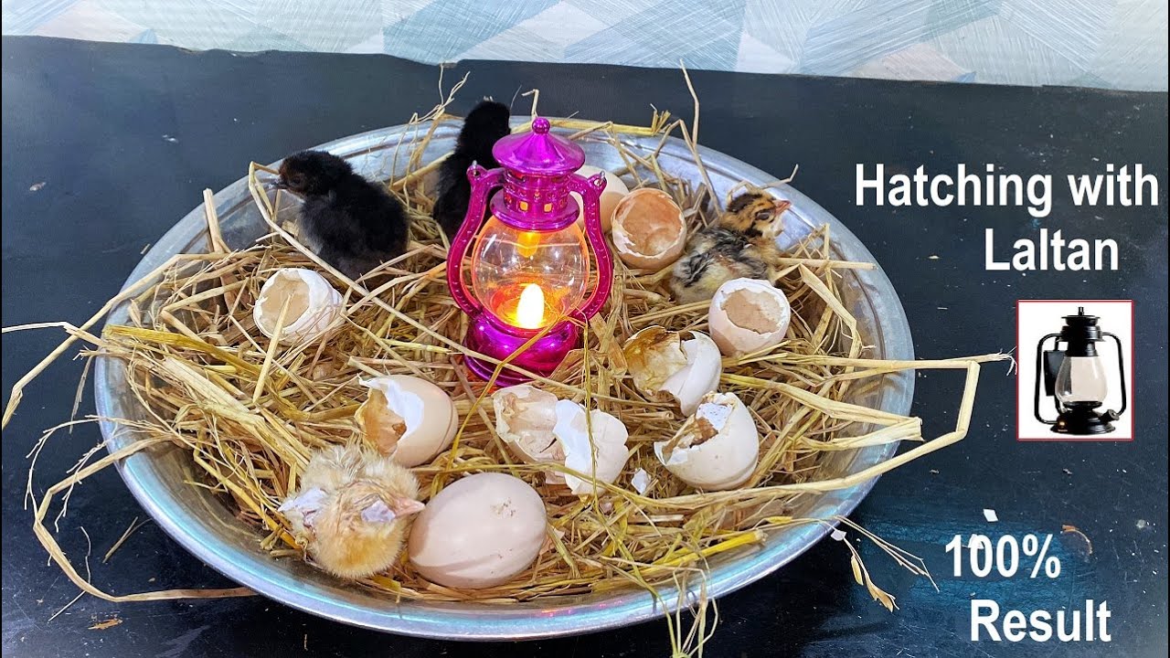 Laltan Eggs Hatching With 100% Result - New Method To hatch chicks With ...