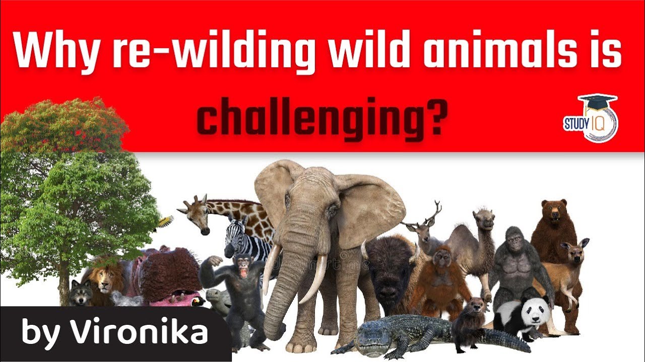 Why rewilding wild animals is a very challenging process? Environment ...