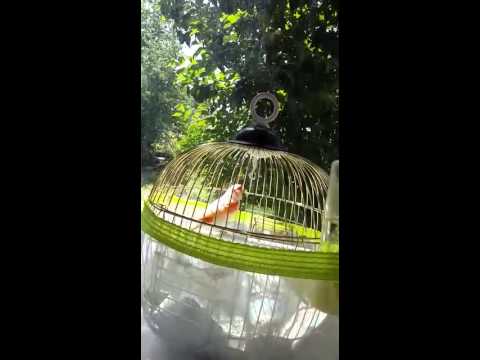 Kanarya sesi melodik