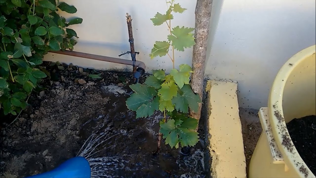 Como plantar uva!!! - YouTube