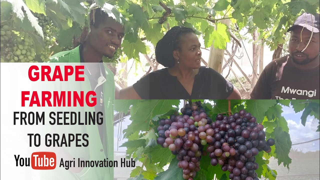 How to produce millions of vines from Grape Seedlings Cuttings ...