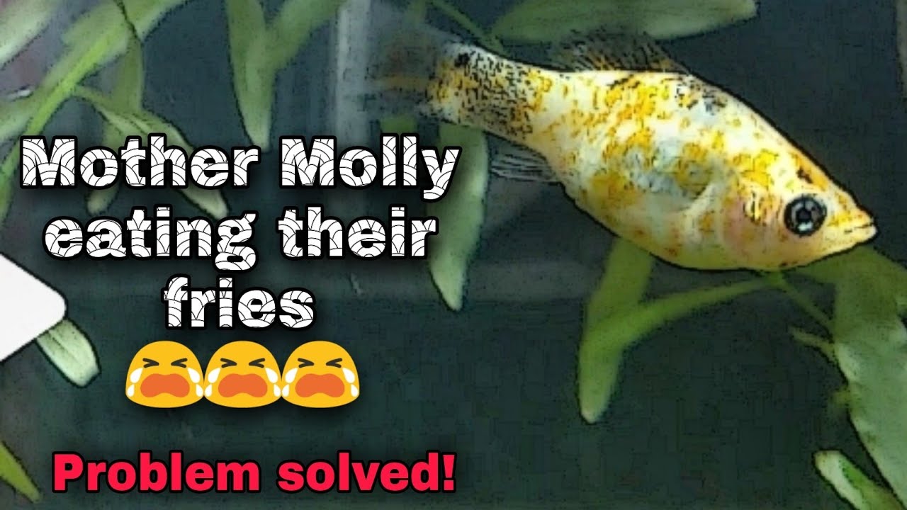 WHY MOLLY FISH EAT ITS OWN BABIES | COMPLETE SOLUTION !#mollyfry # ...