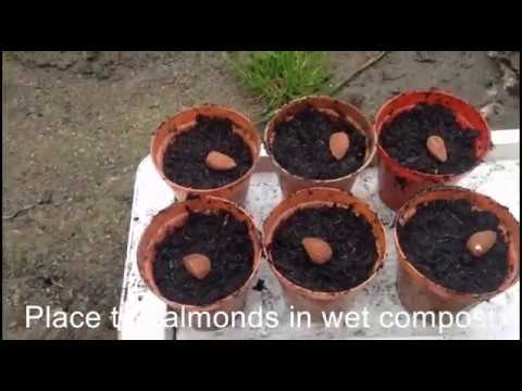 how to grow an almond tree easy from seed - YouTube