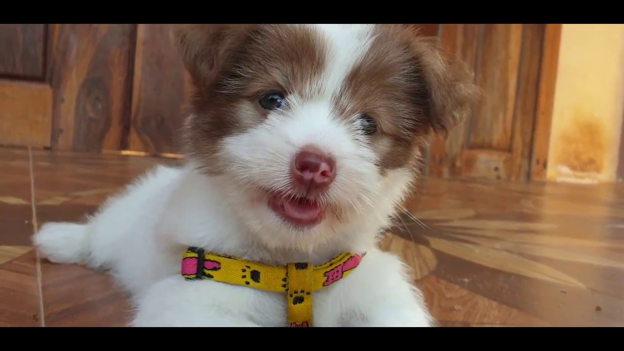 Real Dogs Mating, Rural Dogs Mating Morning!! Puppy Meeting - YouTube