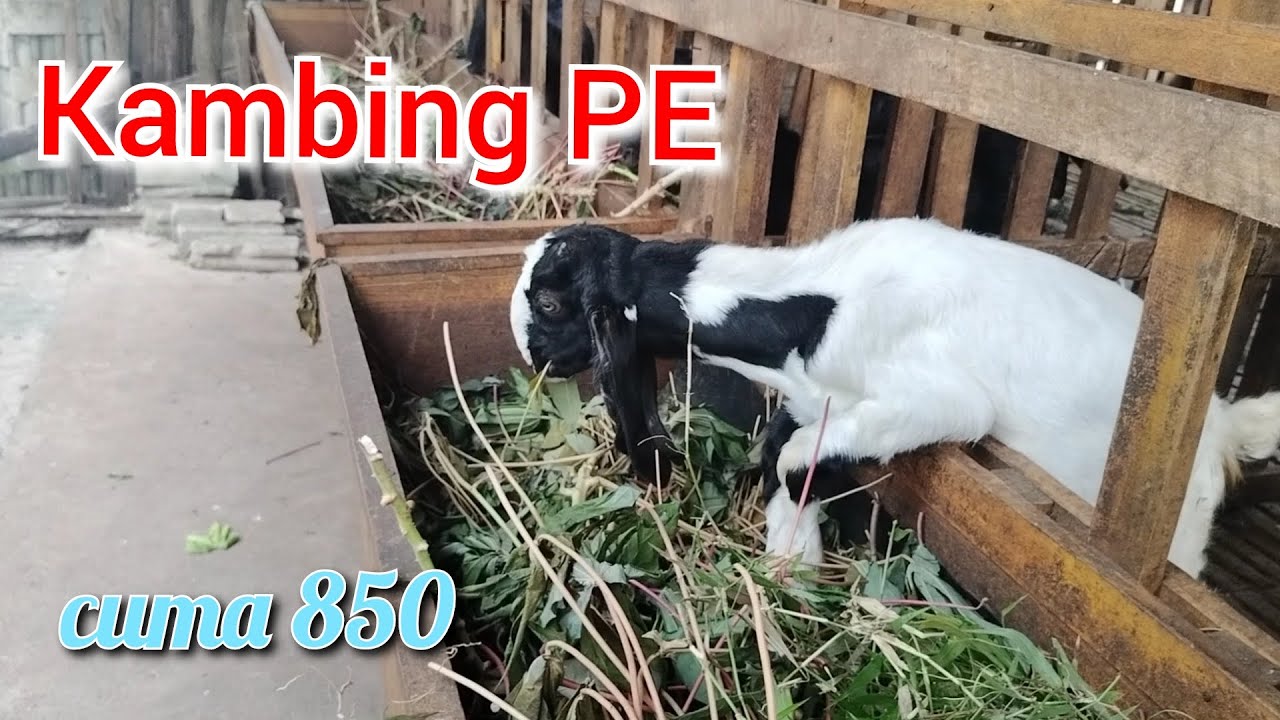 Harga Kambing PE Cuma Dari 850 Aja YouTube