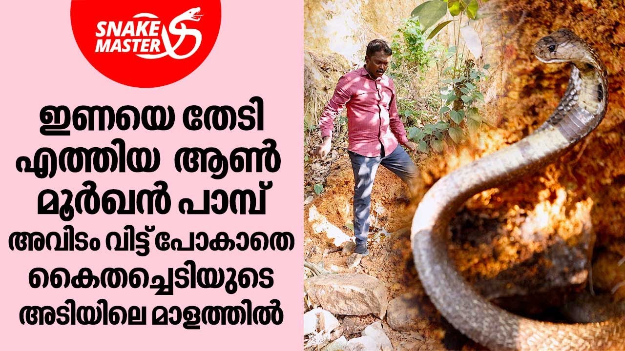 ഇണയെ തേടിയെത്തിയ മൂർഖൻ പാമ്പിനെ കണ്ടാൽ ആരും ഒന്ന് പേടിക്കും | Snakemaster EP 961 - YouTube