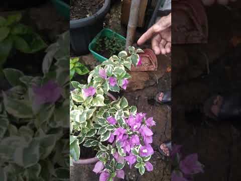 sugiyono cenel .. cara perawatan pohon kembang