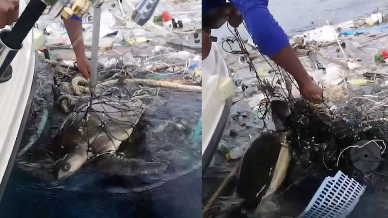 Thai fishermen rescue sea turtles trapped in floating rubbish - YouTube