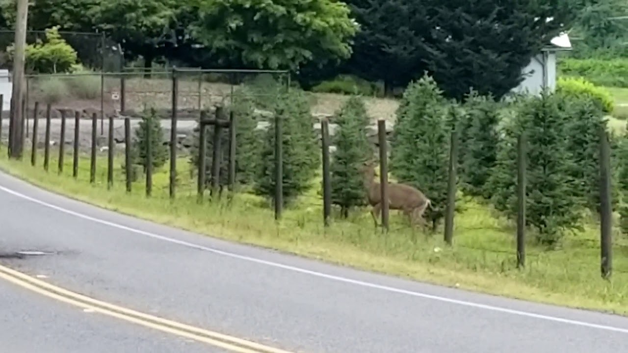 Deer Jumping Fence At Work Youtube