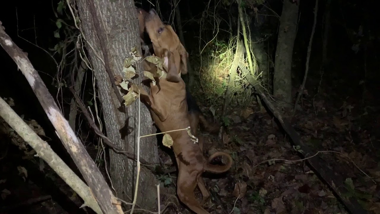 Coon Hunting In West Tennessee - YouTube