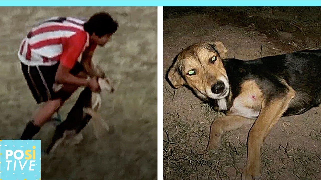 A football player grabs a dog by the neck and throws her into the ...