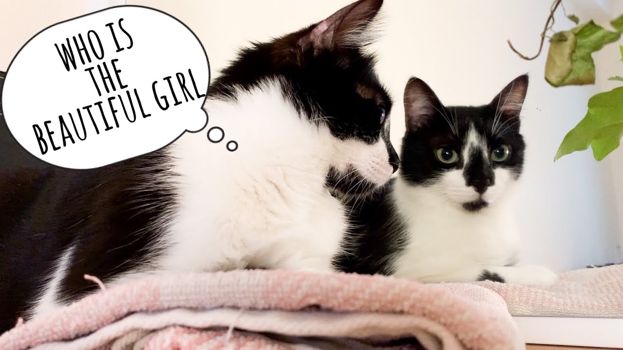 Nami loves to watch herself | Uni & Nami sister cats - YouTube