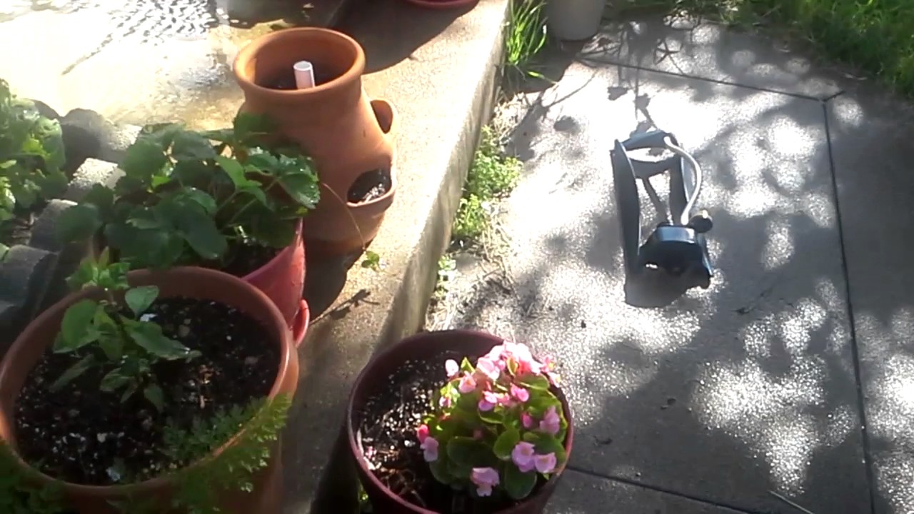 Oni in the Garden May 1 2017 - YouTube
