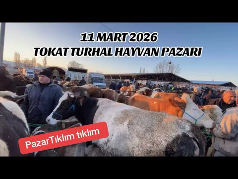 TOKAT TURHAL 11 MART 2026 GÜNCEL PİYASA 