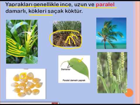 Biyoloji Bitkiler Alemi 9.Sınıf Yazılıya Hazırlık Ders Notları - YouTube