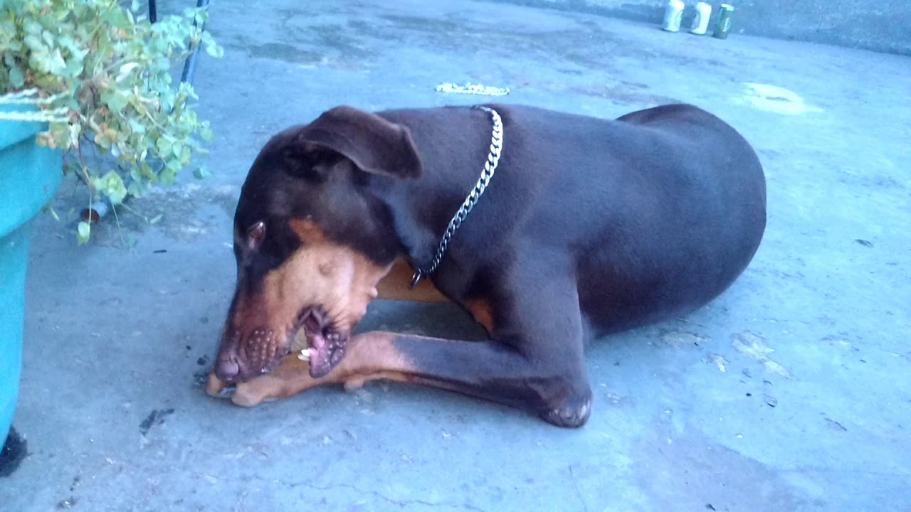 Los bebés Doberman - YouTube