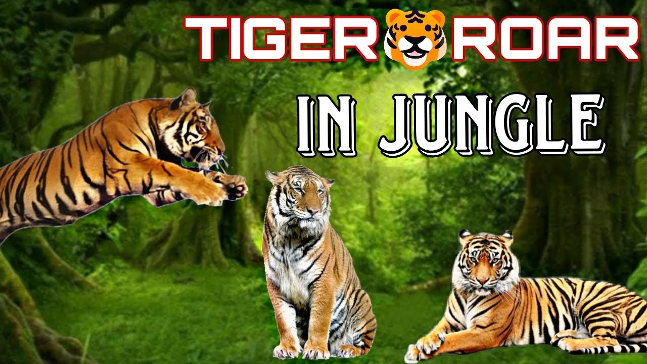 TIGER ROAR || ONE OF THE MOST POWERFUL SOUND EVER #tiger #tigerroar # ...