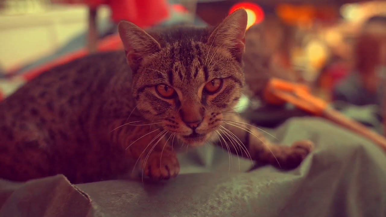 METAMORPHOENIX- Battlefield Of Bones ft. Sandeep Raghavan - YouTube