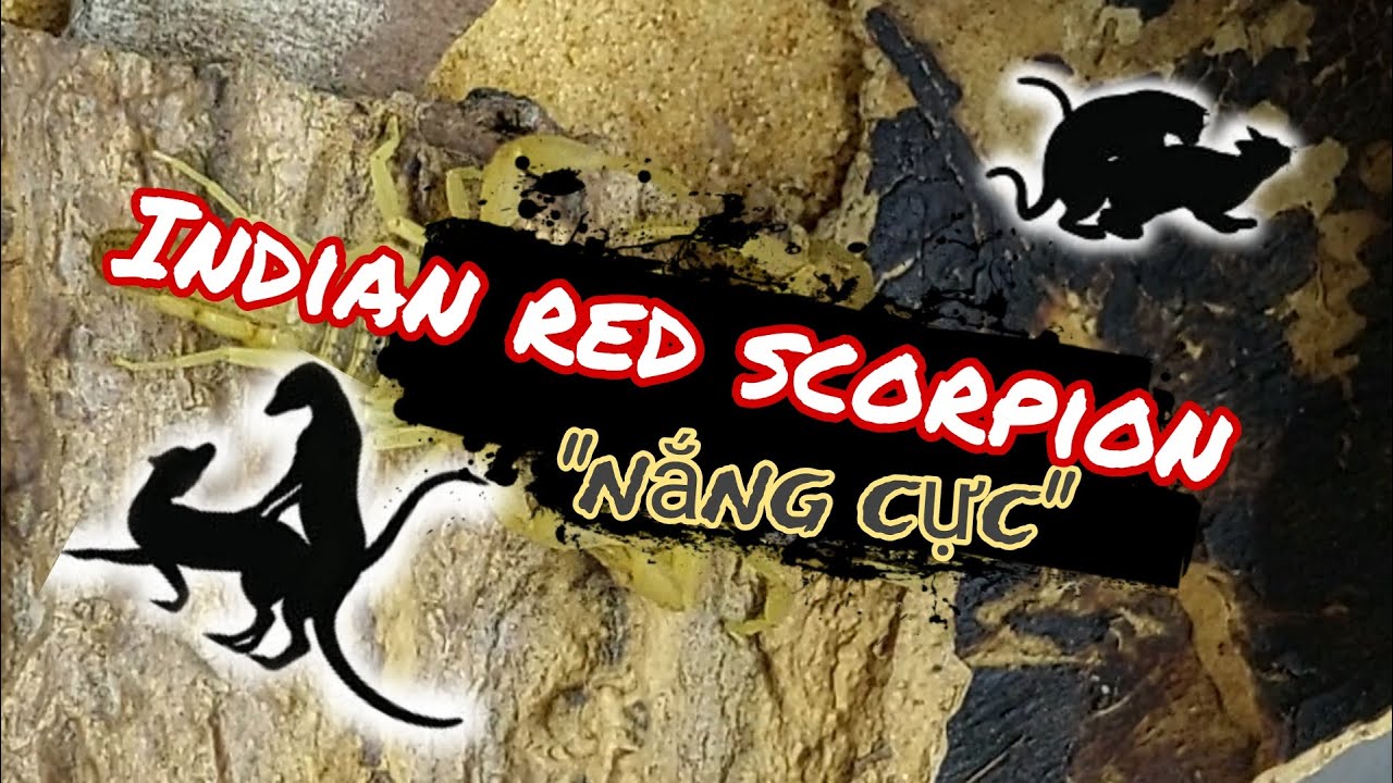 Bọ cạp hottentotta tamulus giao phối | Indian red scorpion breeding ...
