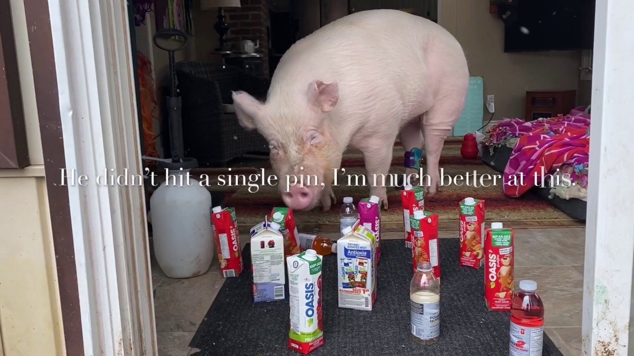 Obstacle course. Cat vs. Dog vs. Pig vs. Turkey - YouTube