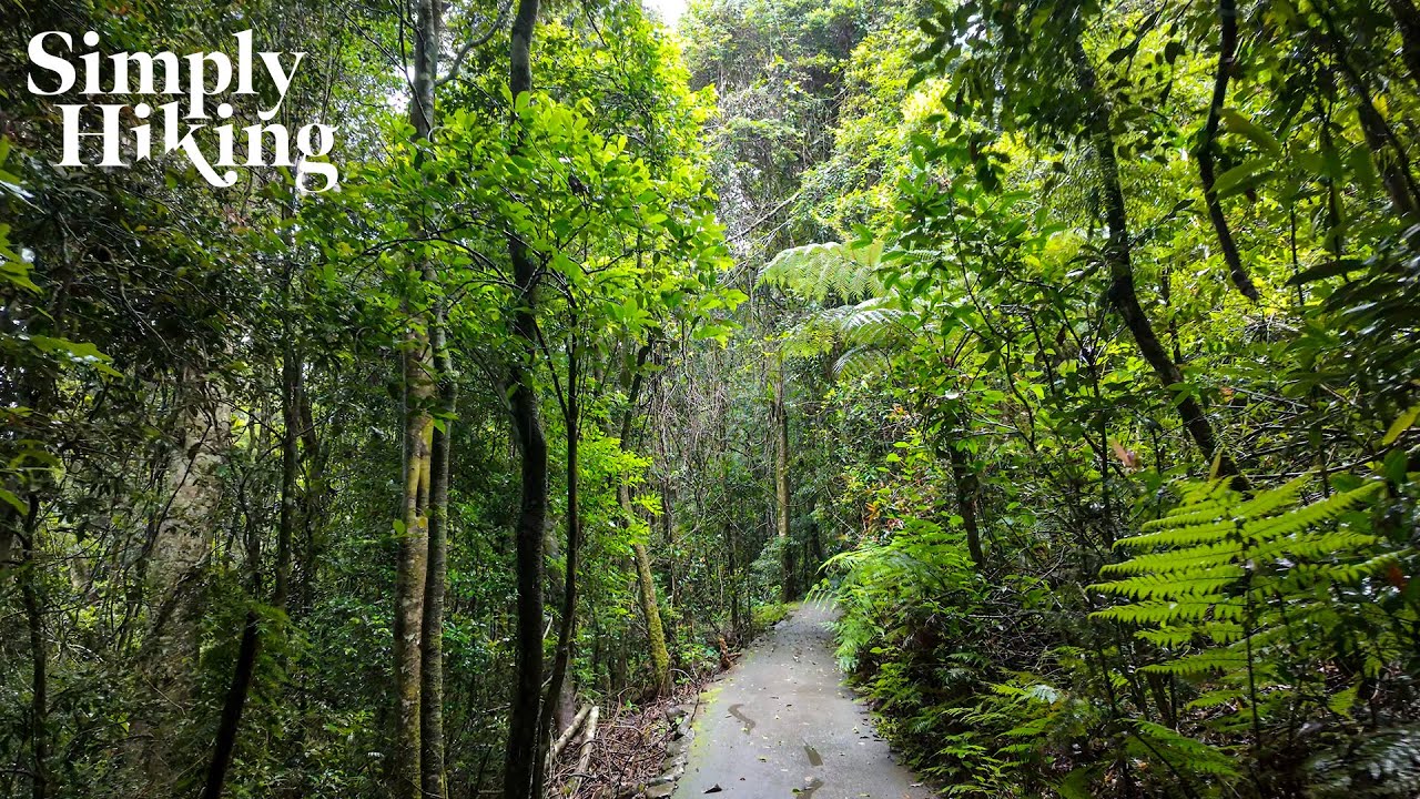 A Gentle Rainforest Walk in the Rain | Walking Ambience | 4k Virtual ...