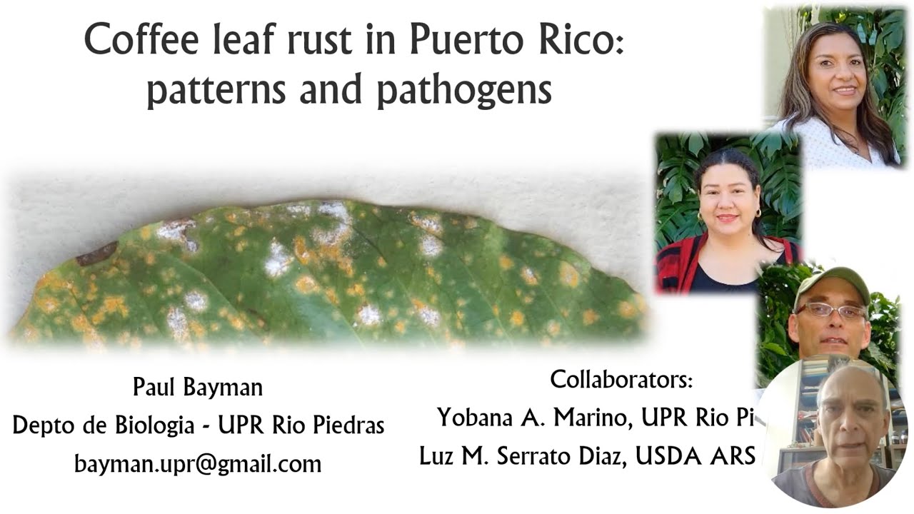 Coffee Leaf Rust in Puerto Rico: Patterns and Pathogens w/ Paul Bayman ...