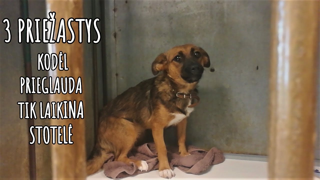 „Iš Lesės gyvenimo“ - 3 priežastys, kodėl prieglauda tik laikina ...