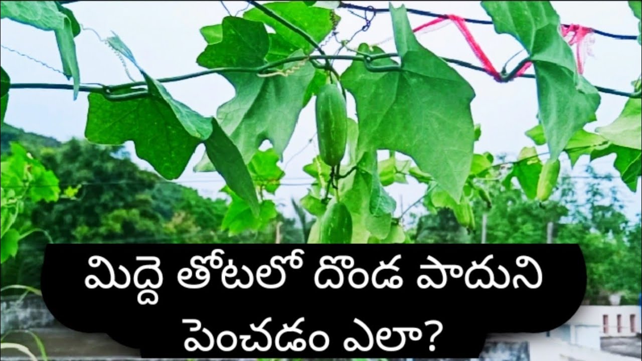 Dondapadhu|how to grow dondapadu|donda pandiri|dondakaya padu|how to ...