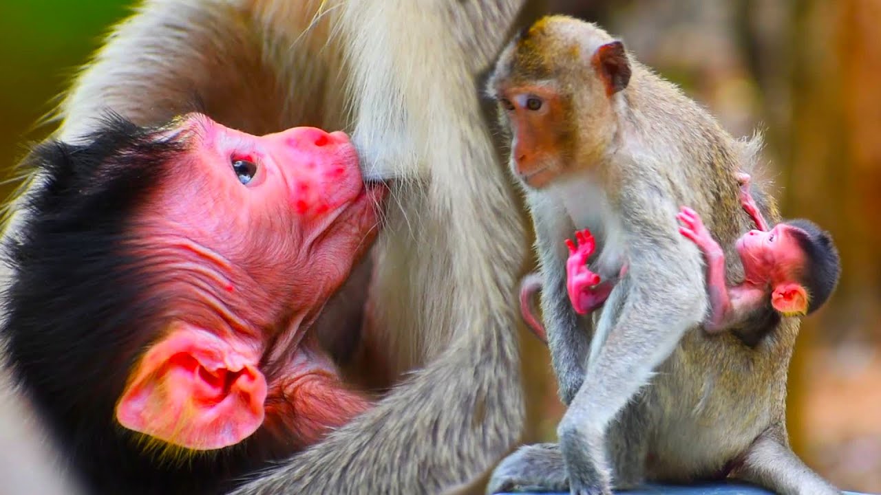 Baby monkeys are hungry and try hard to suckle their mother's milk ...