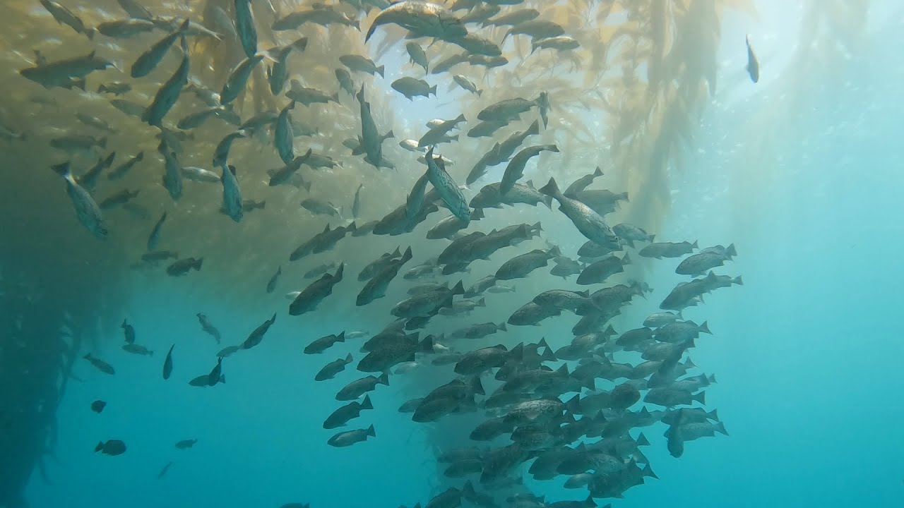 Kelp Forest Scuba Diving at Point Lobos, Monterey, CA, 06/19/2022 - YouTube