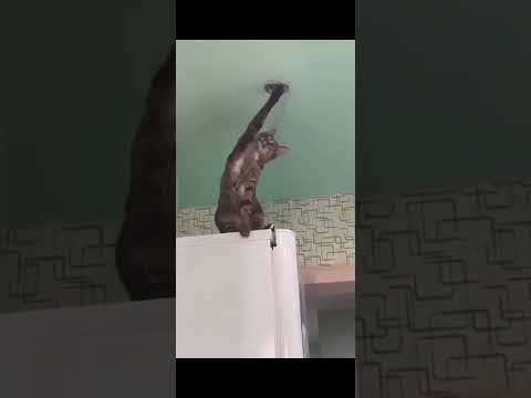 Kediye elektrik çarpıyor 😭😱