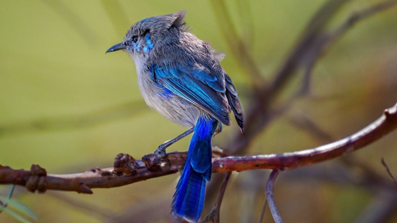 Watch the Blue Wrens, Splendid Fairy Wrens in Australia#nature #birds ...